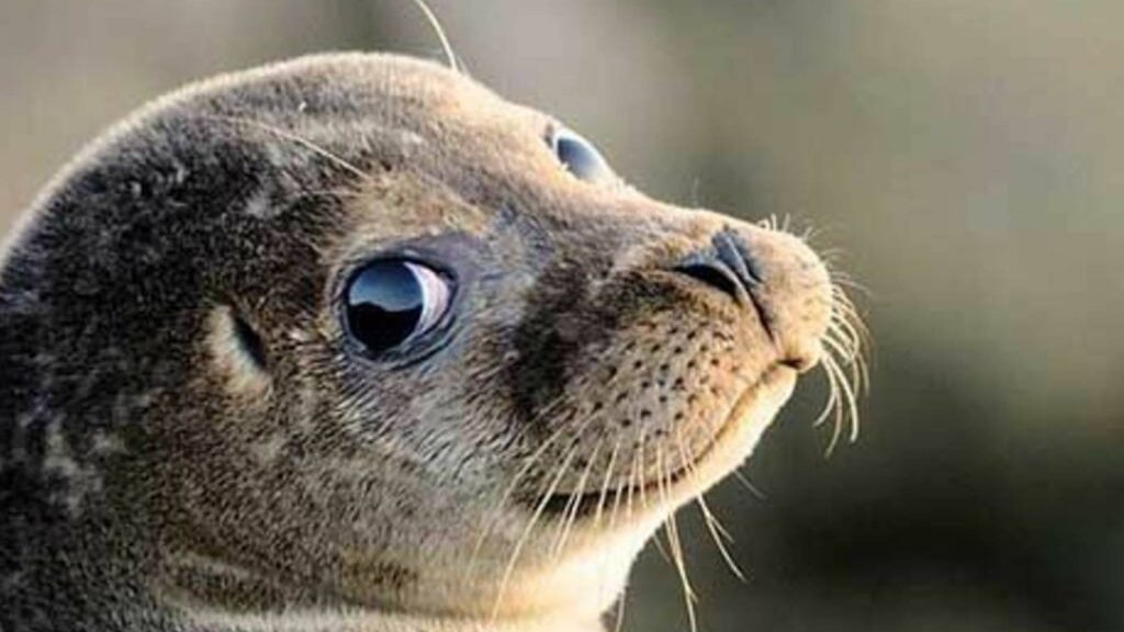 La foca monaca di Capraia - I Love Elba!