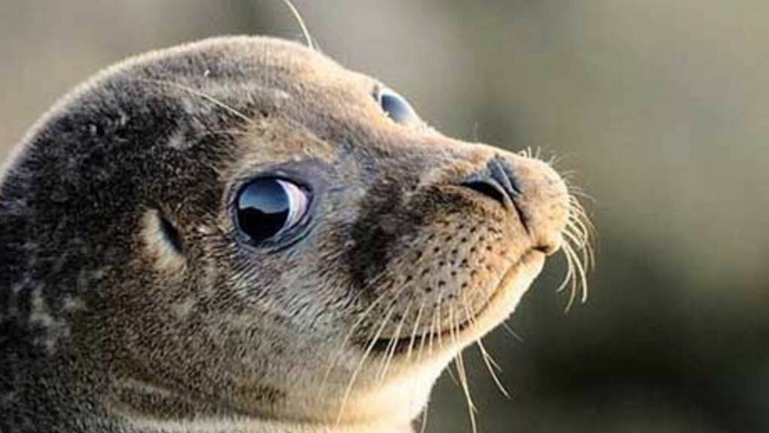 La foca monaca di Capraia - I Love Elba!